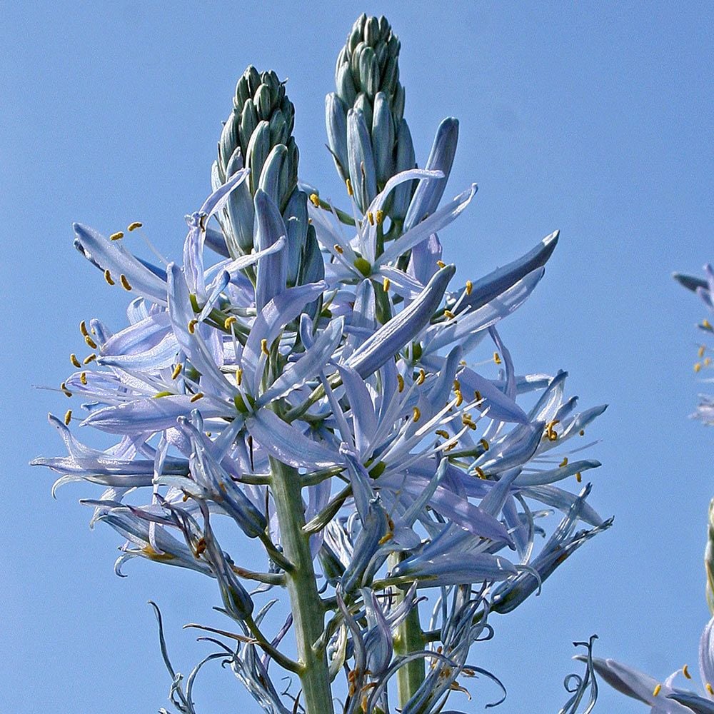 Camassia 'Blue Heaven' | White Flower Farm