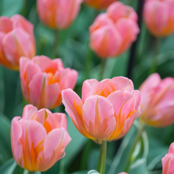 Tulip 'Pretty Princess' | White Flower Farm