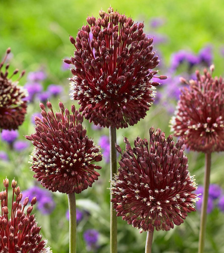 Allium amethystinum Red Mohican | White Flower Farm