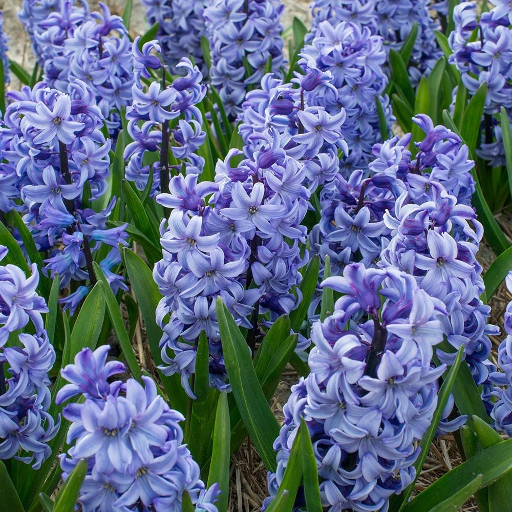 Hyacinthus orientalis 'Fresco' | White Flower Farm