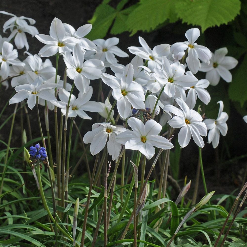 Ipheion 'Alberto Castillo' | White Flower Farm
