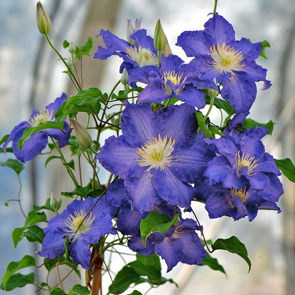 Clematis Ravel™ Boulevard® | White Flower Farm