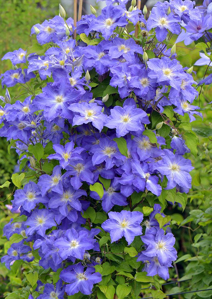 Clematis Ravel™ Boulevard® | White Flower Farm