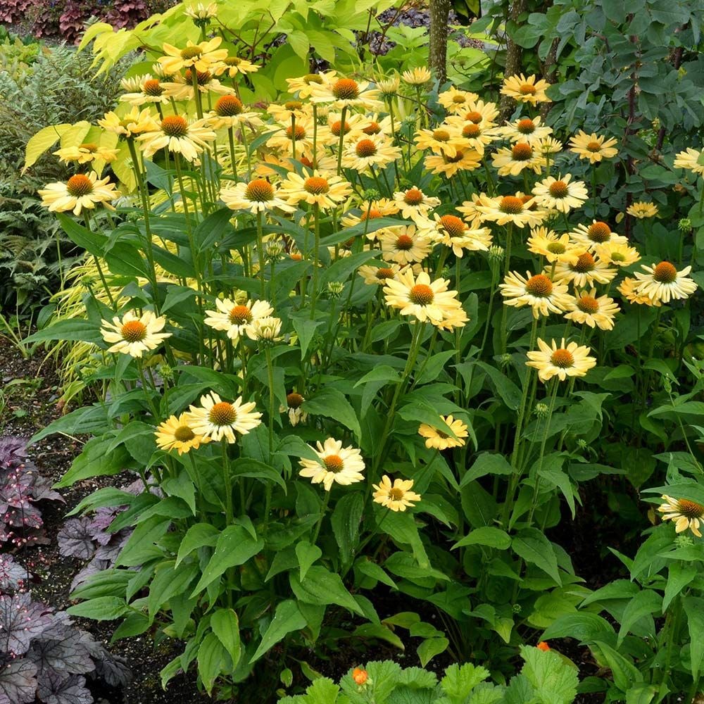 Echinacea Prairie Pillars™ 'Aloha' | White Flower Farm