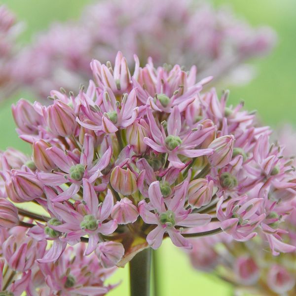 Pink Allium