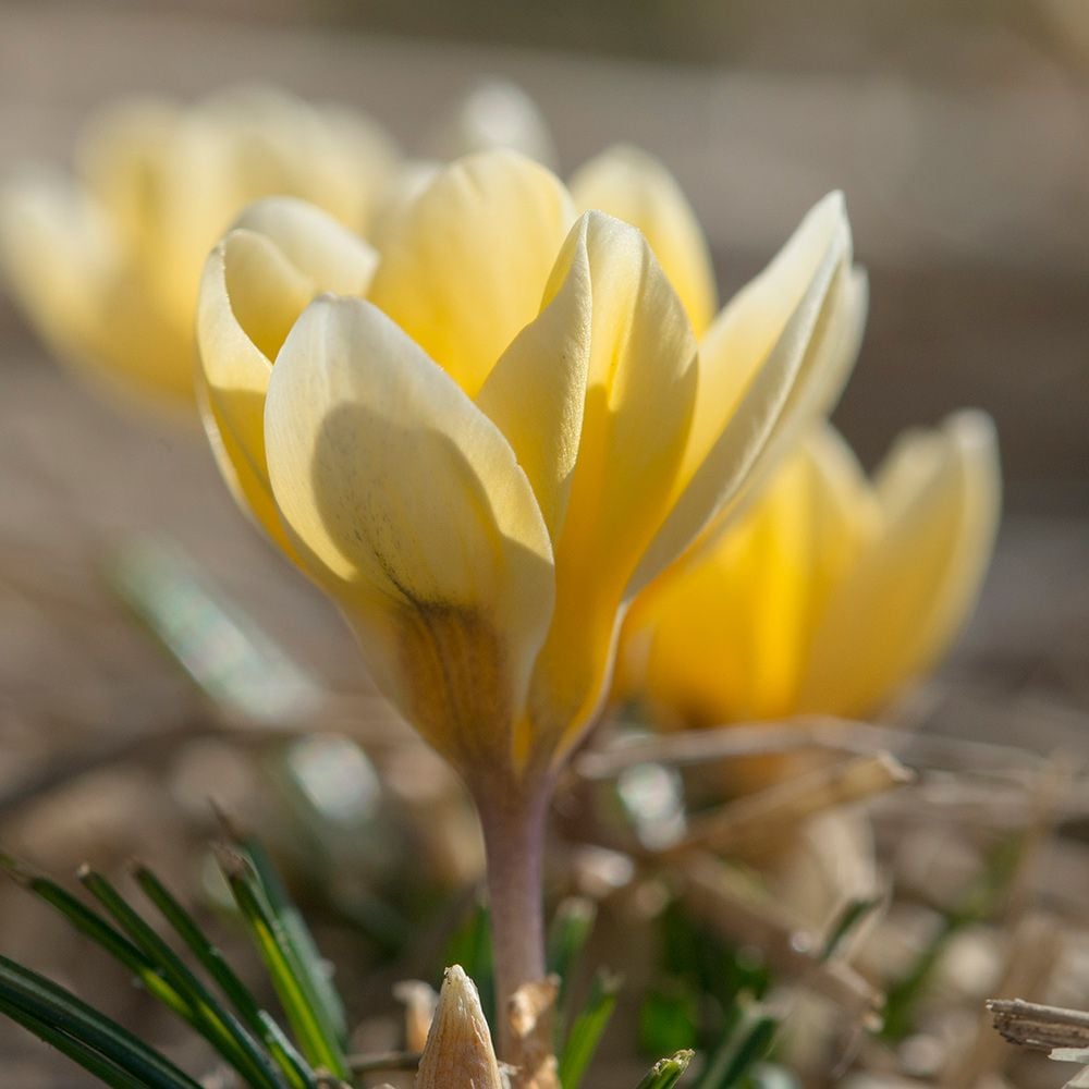 Crocus chrysanthus 'Romance' | White Flower Farm