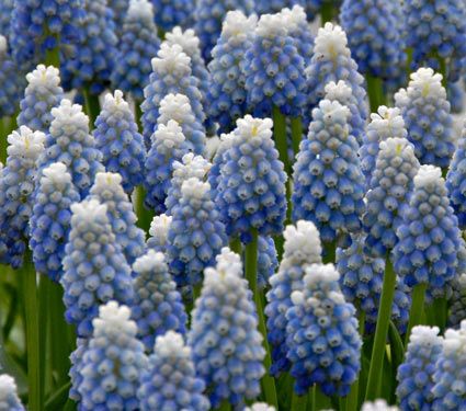 Muscari Mix - Singing the Blues | White Flower Farm