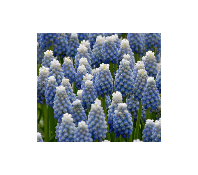 Muscari Mix - Singing the Blues | White Flower Farm