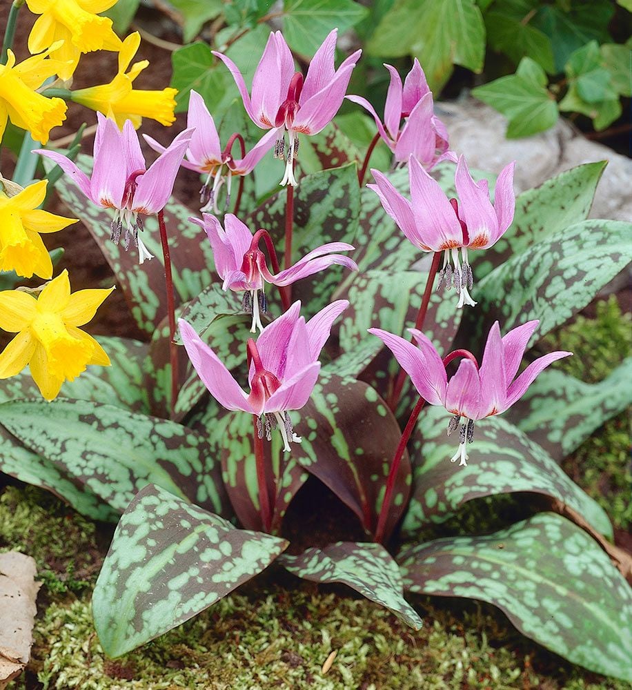 Erythronium dens-canis 'Rose Queen' | White Flower Farm