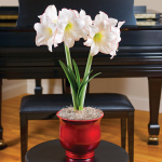Amaryllis Beautiful Emotion | White Flower Farm