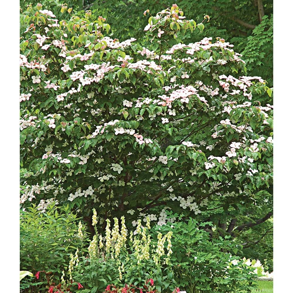Cornus kousa 'Satomi' | White Flower Farm