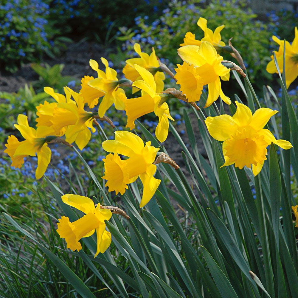 Spring Trumpet Daffodil Mix | White Flower Farm