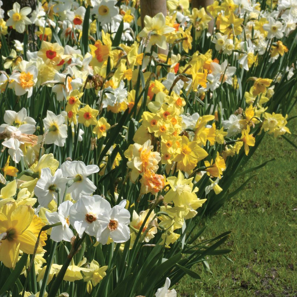 A Golden Legacy Narcissus Mix | White Flower Farm