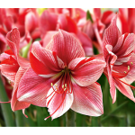 Amaryllis Alfresco | White Flower Farm