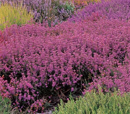 Heath and Heather Collection | White Flower Farm