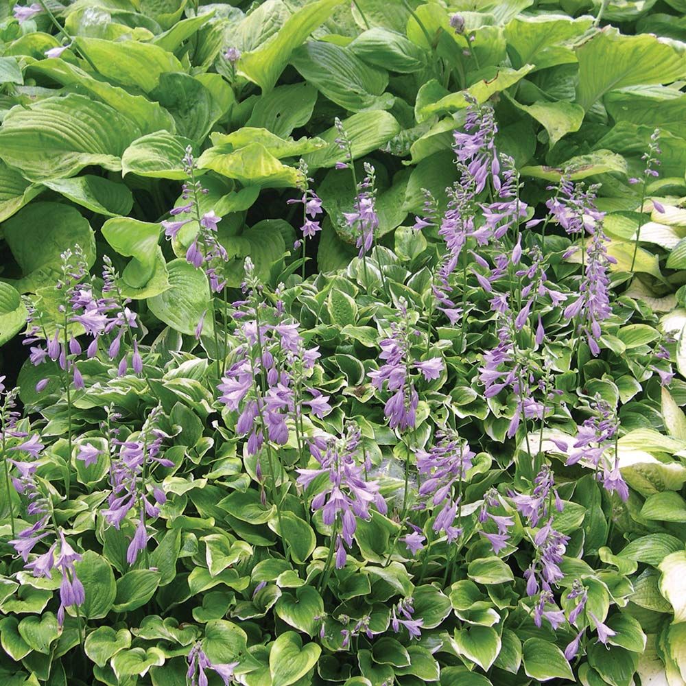 Emerald Atoll, Miniature Hosta Collection | White Flower Farm