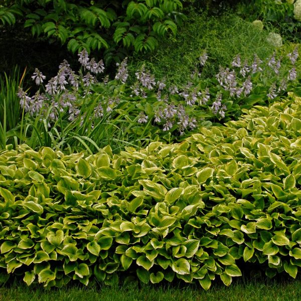 Emerald Atoll, Miniature Hosta Collection | White Flower Farm