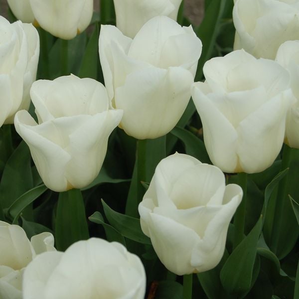 String of Pearls Tulip Collection | White Flower Farm