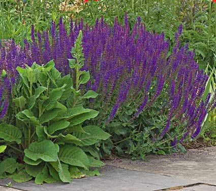 Perennial & Annual Salvia | White Flower Farm