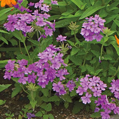 Verbena Superbena® Lilac Blue | White Flower Farm