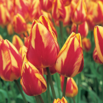 Beefeater Tulip Mixture | White Flower Farm