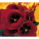 Beefeater Tulip Mixture | White Flower Farm