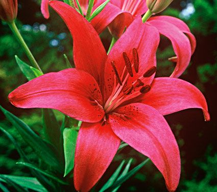 Bold Colors Asiatic Lily Mix | White Flower Farm