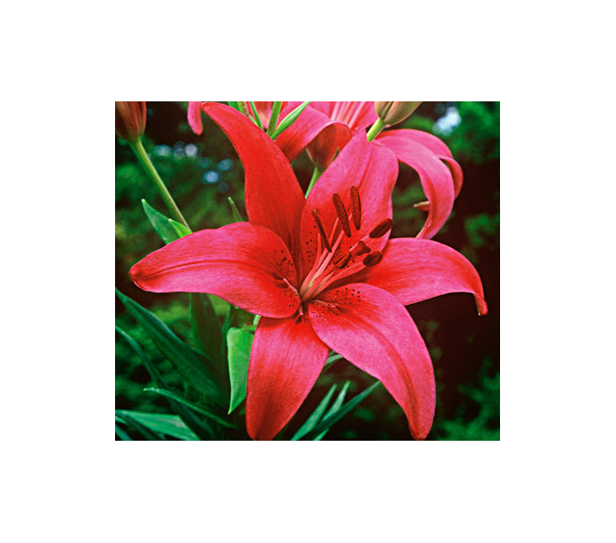 Bold Colors Asiatic Lily Mix | White Flower Farm