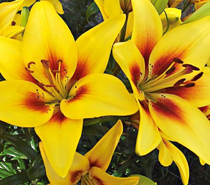 Bold Colors Asiatic Lily Mix | White Flower Farm