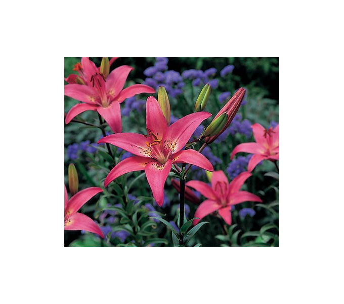 Bold Colors Asiatic Lily Mix | White Flower Farm