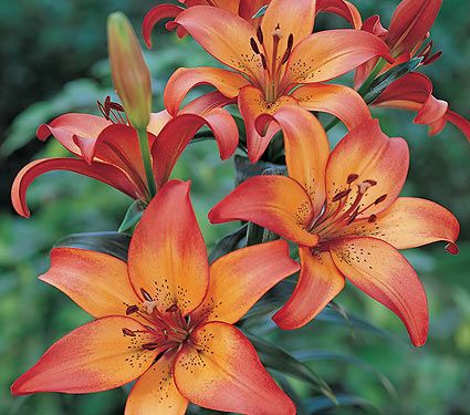 Bold Colors Asiatic Lily Mix | White Flower Farm