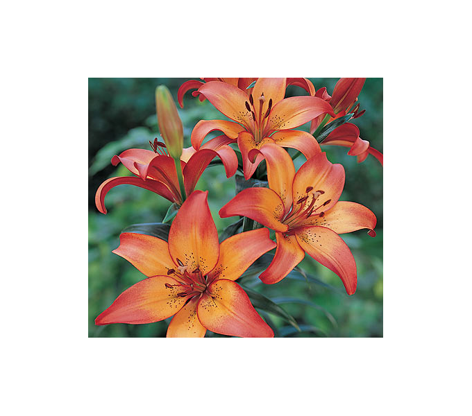 Bold Colors Asiatic Lily Mix | White Flower Farm