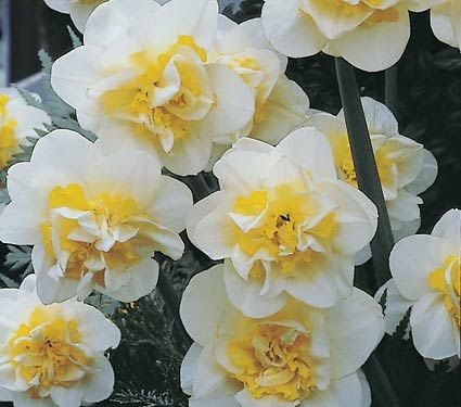 Double Daffodil Mix | White Flower Farm