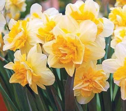 Double Daffodil Mix | White Flower Farm
