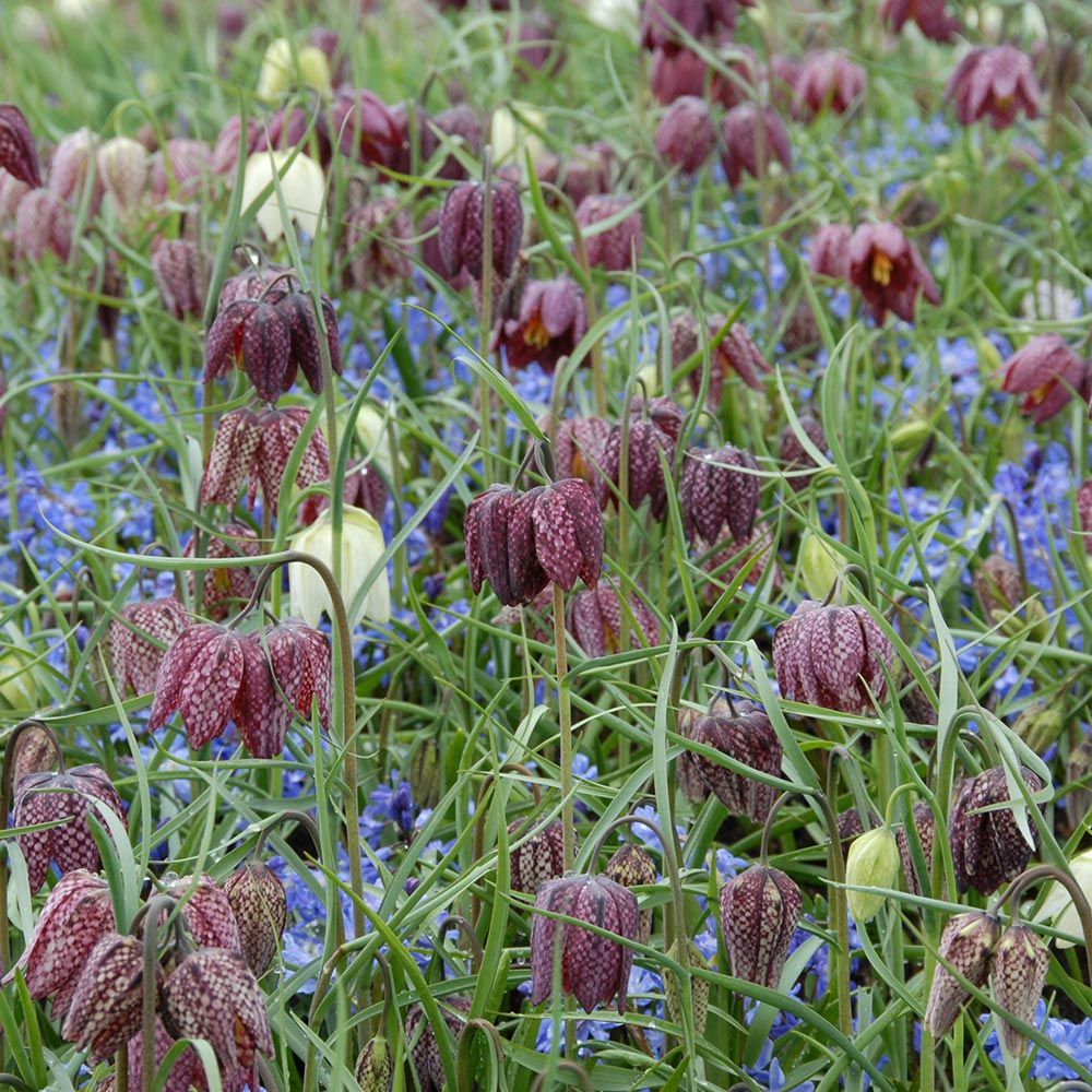Fritillaria meleagris Mix | White Flower Farm