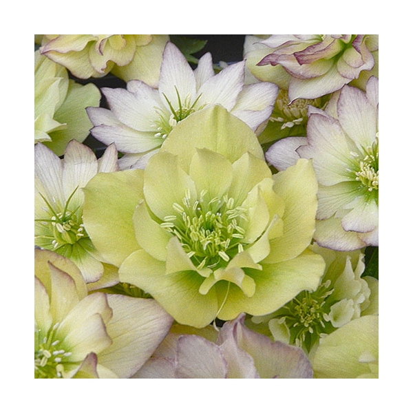 Helleborus Wedding Party® Mix | White Flower Farm