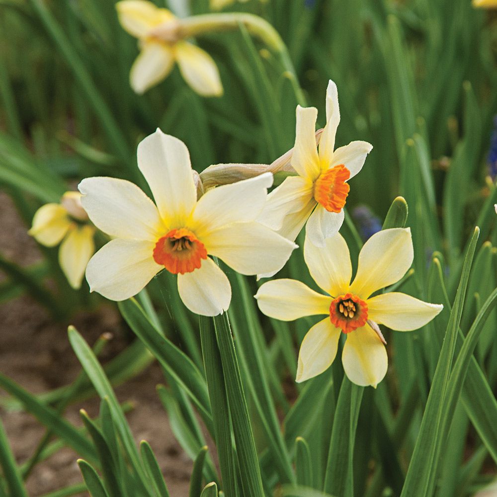 Small-cupped Narcissus Mix | White Flower Farm