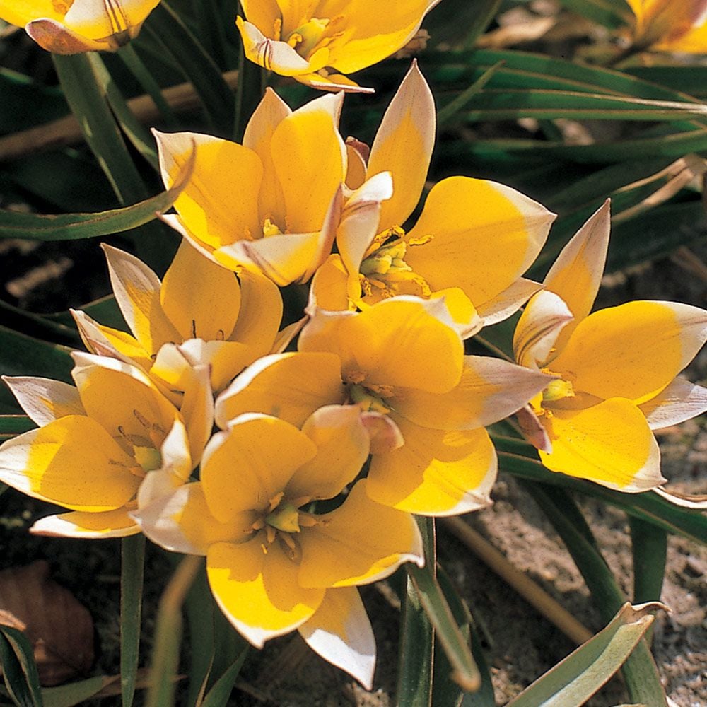 Turkish Tapestry - Species Tulip Mix | White Flower Farm