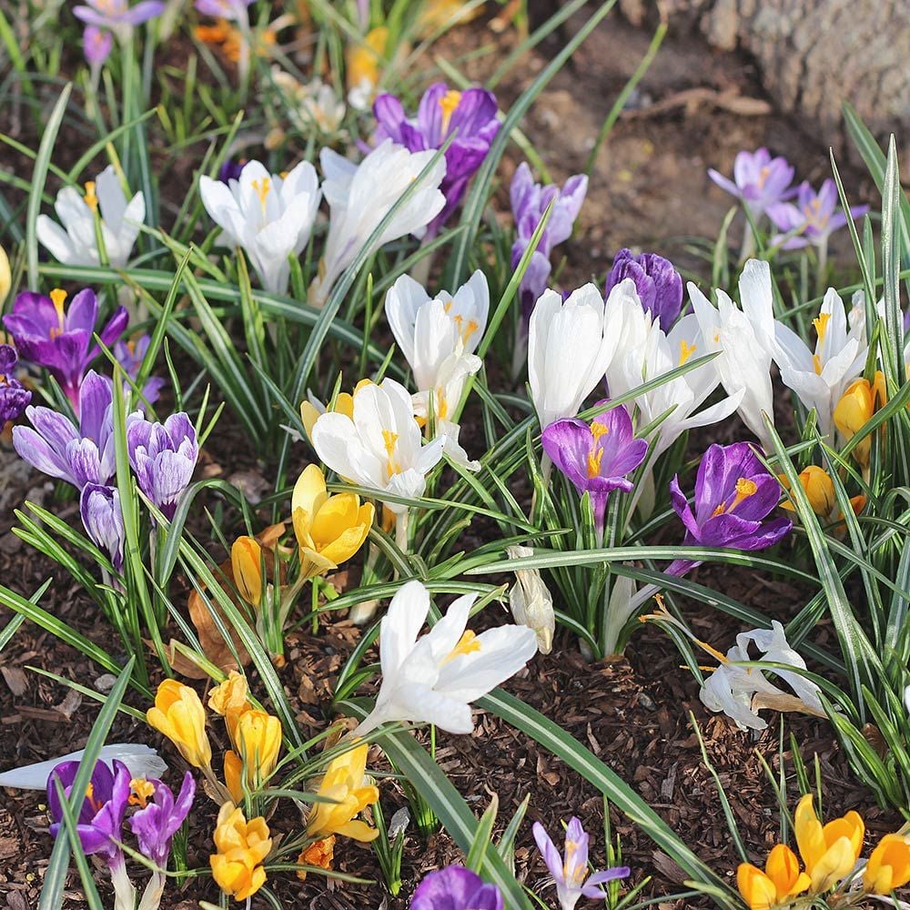 Farewell to Winter Crocus Mix | White Flower Farm
