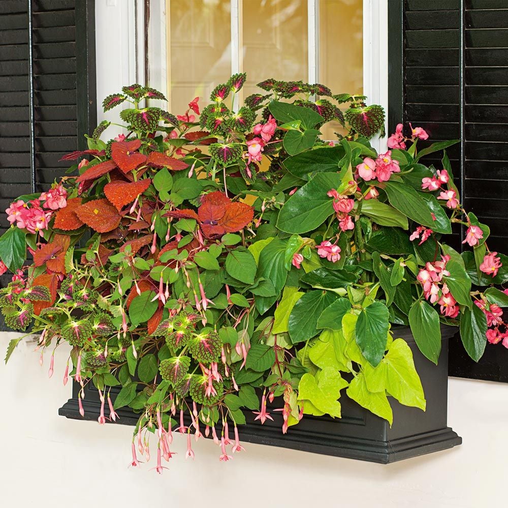 Hummingbird Container Garden | White Flower Farm