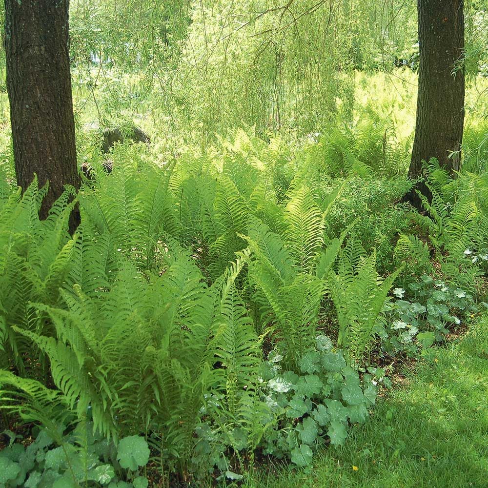 Native Fern Sampler | White Flower Farm