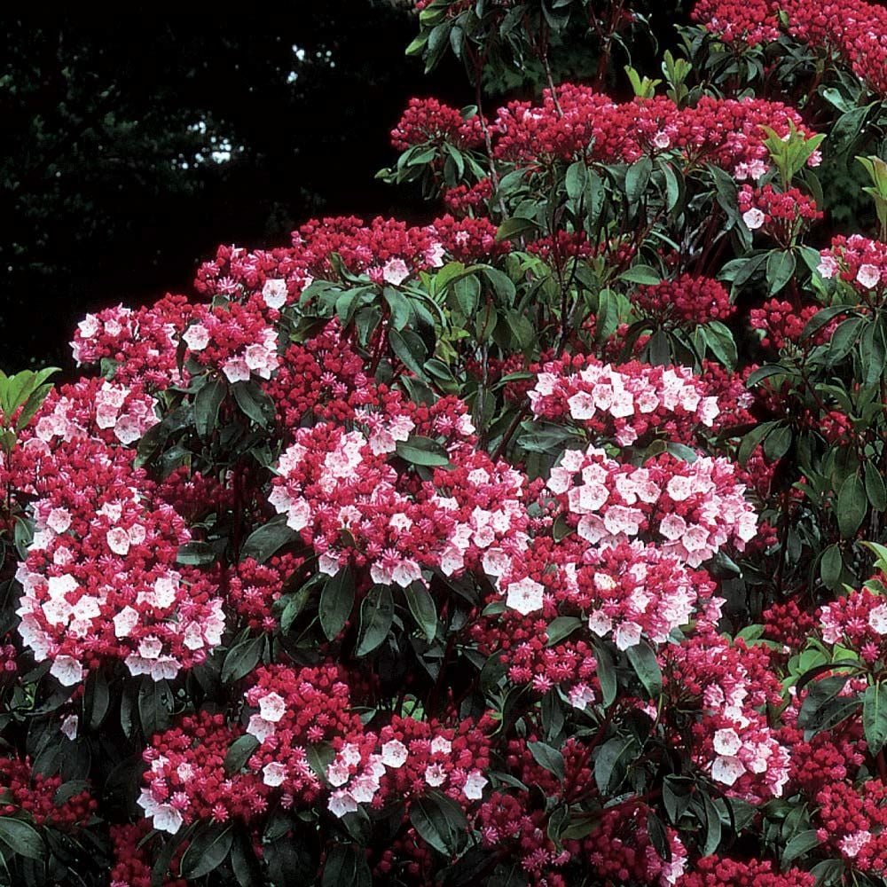 Kalmia latifolia 'Olympic Fire' | White Flower Farm
