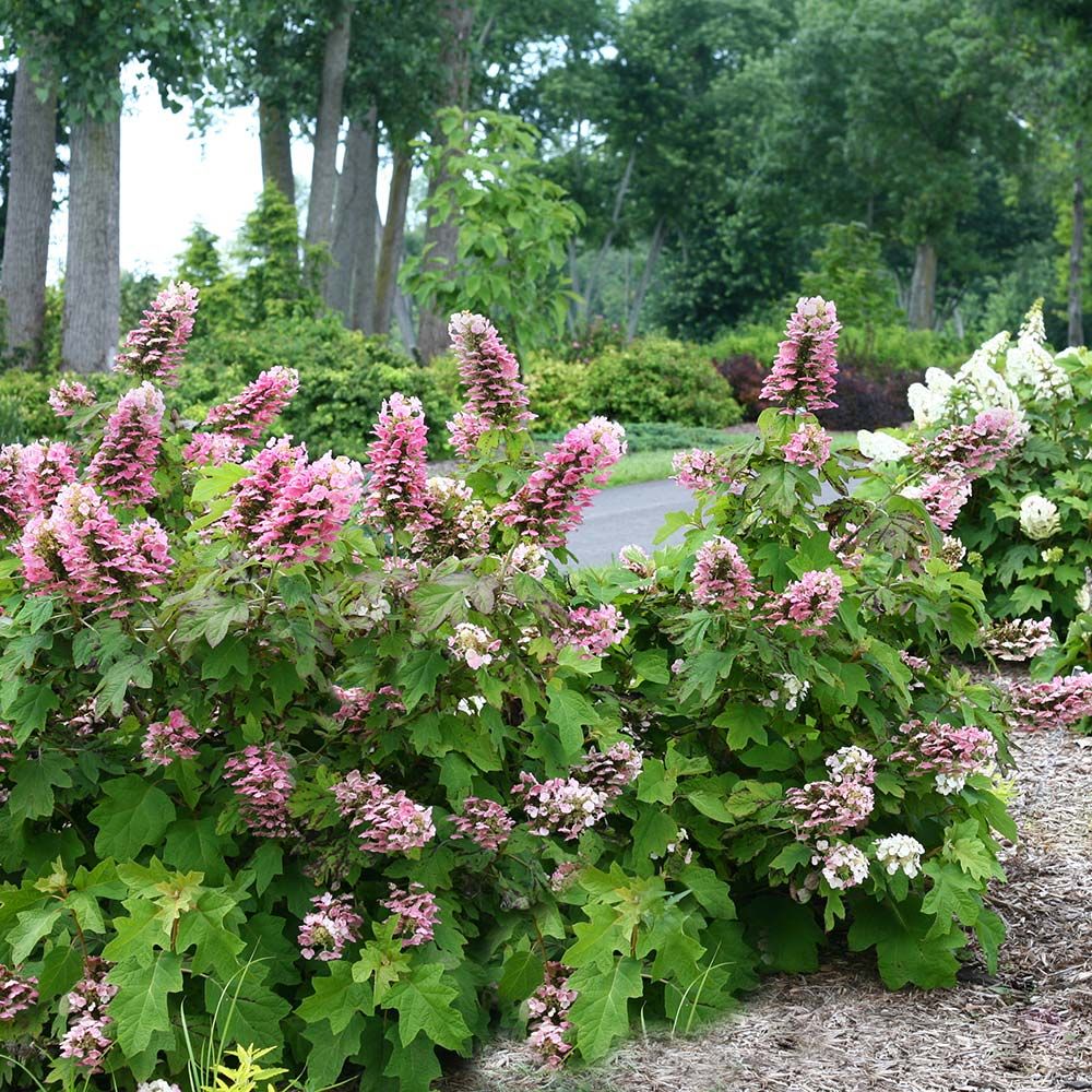 Hydrangea quercifolia Gatsby Pink® | White Flower Farm