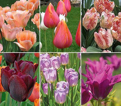 Long-Season Multicolor Tulip Cutting Garden | White Flower Farm