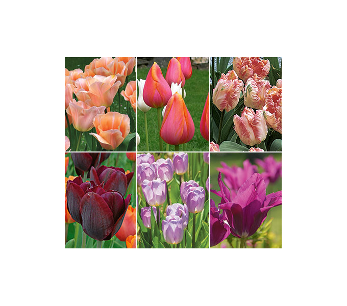 Long-Season Multicolor Tulip Cutting Garden | White Flower Farm