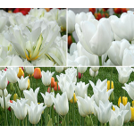 Tulip Exotic Emperor | White Flower Farm