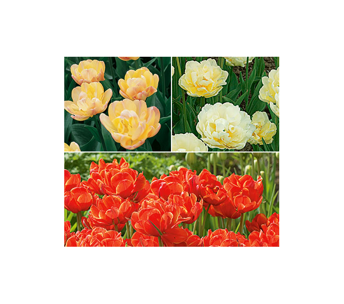 Long-Season Double Tulip Cutting Garden | White Flower Farm