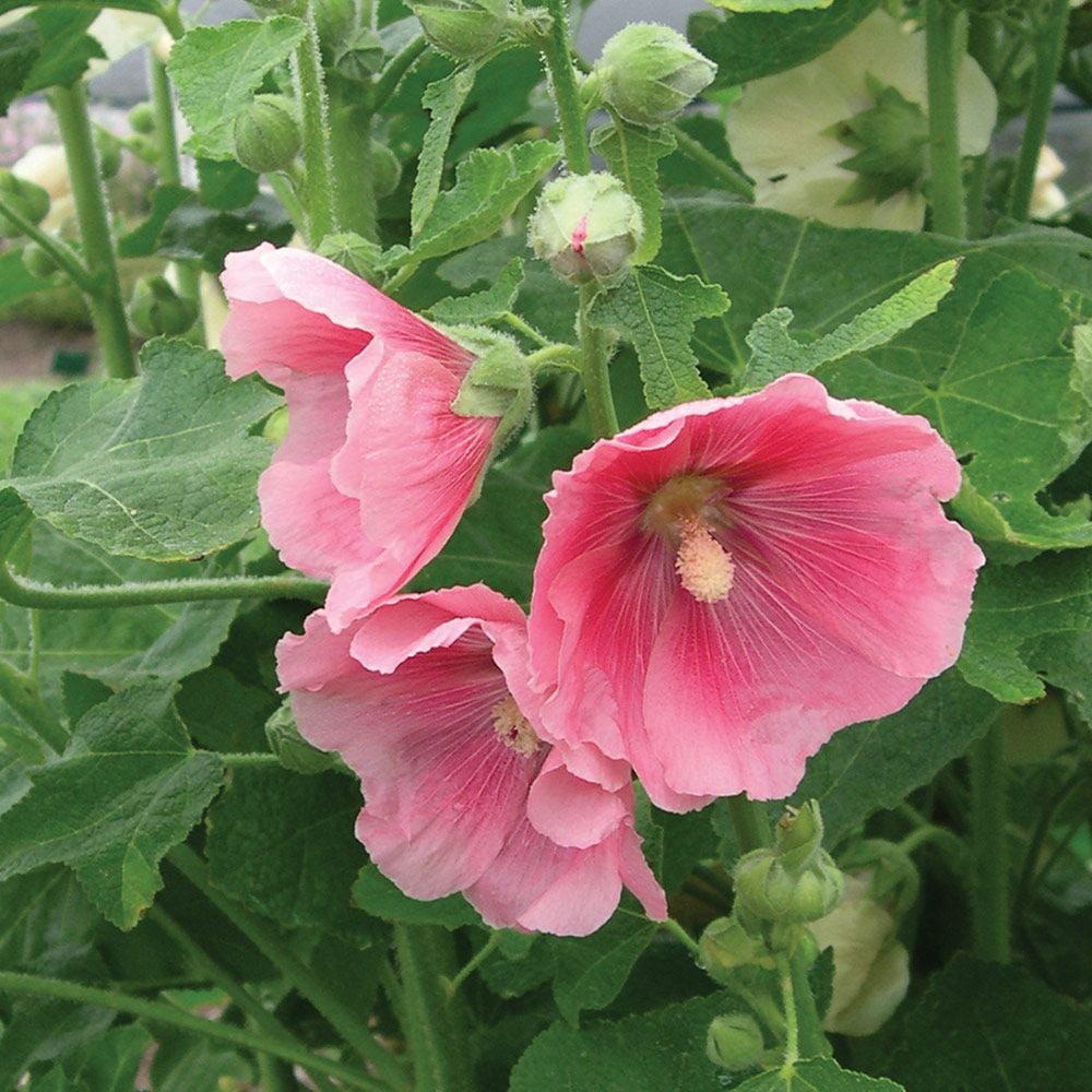 Alcea Perennial Singles | White Flower Farm