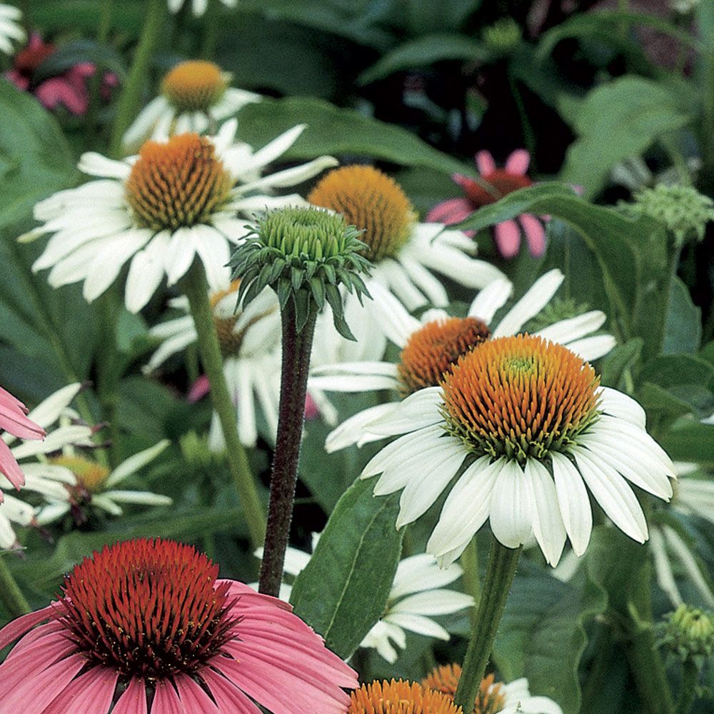white coneflower native range