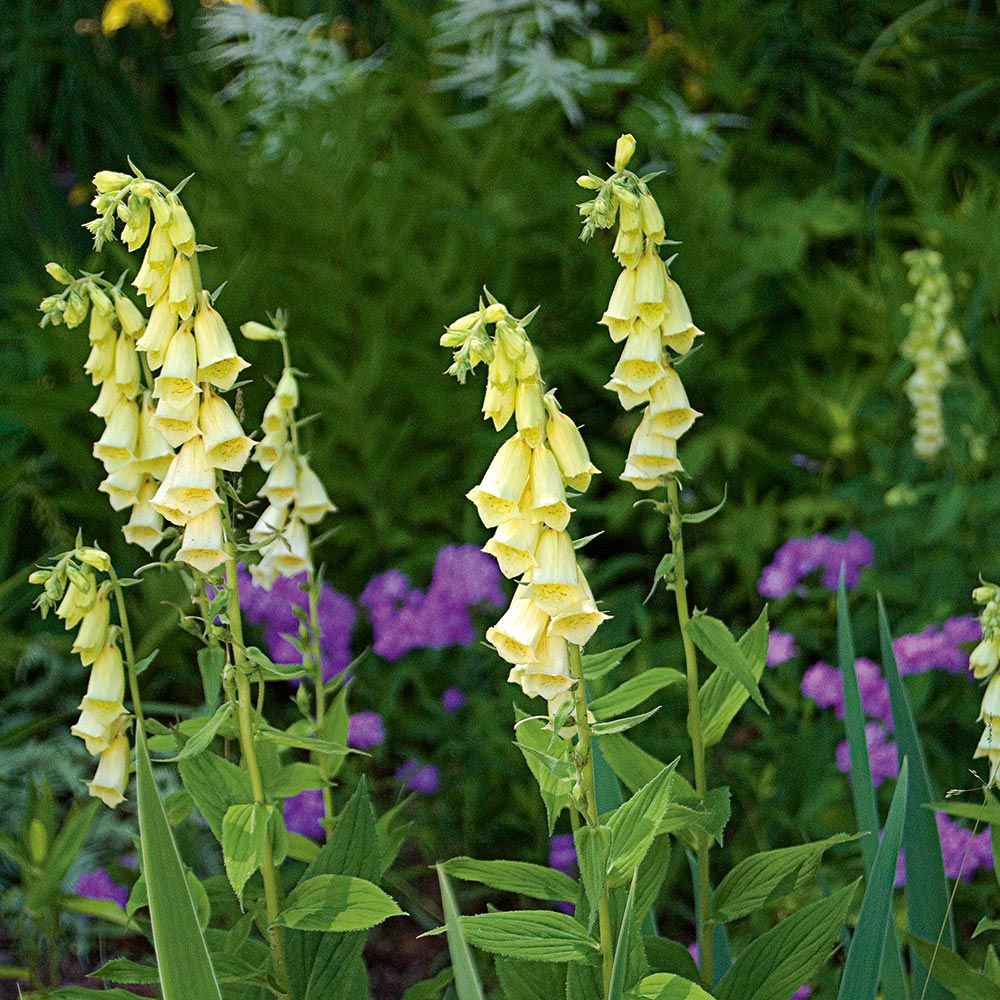 Digitalis grandiflora | White Flower Farm